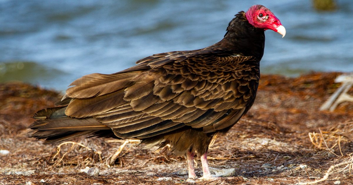 How Buzzard Got His Feathers – Tarot Sight